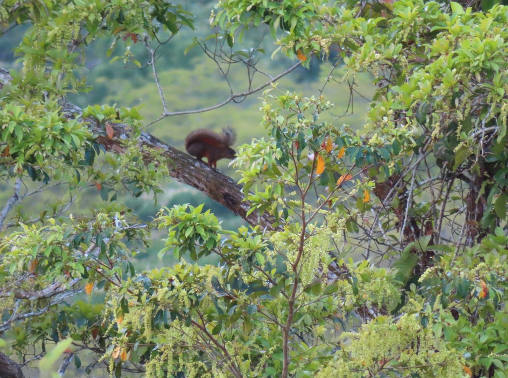 Red-tailed Squirrel from Panama on March 29, 2022 at 05:39 AM by Pete ...
