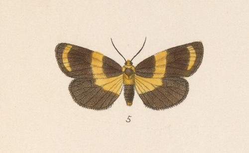 Eucyclopera cypris · iNaturalist