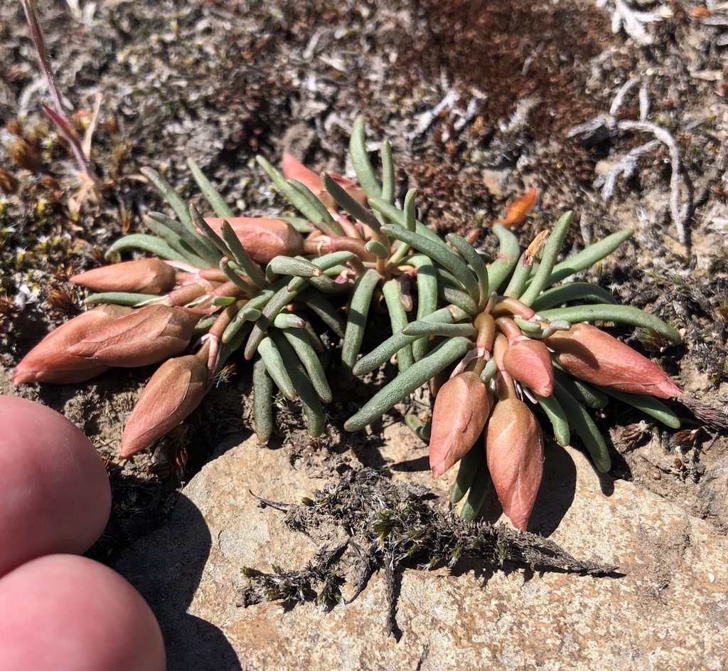 Bitterroot from Columbia River Gorge National Scenic Area ...