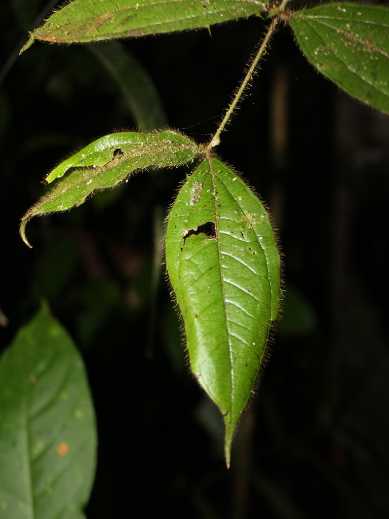Strychnos toxifera from Provincia de Puntarenas, Costa Rica on March 30 ...