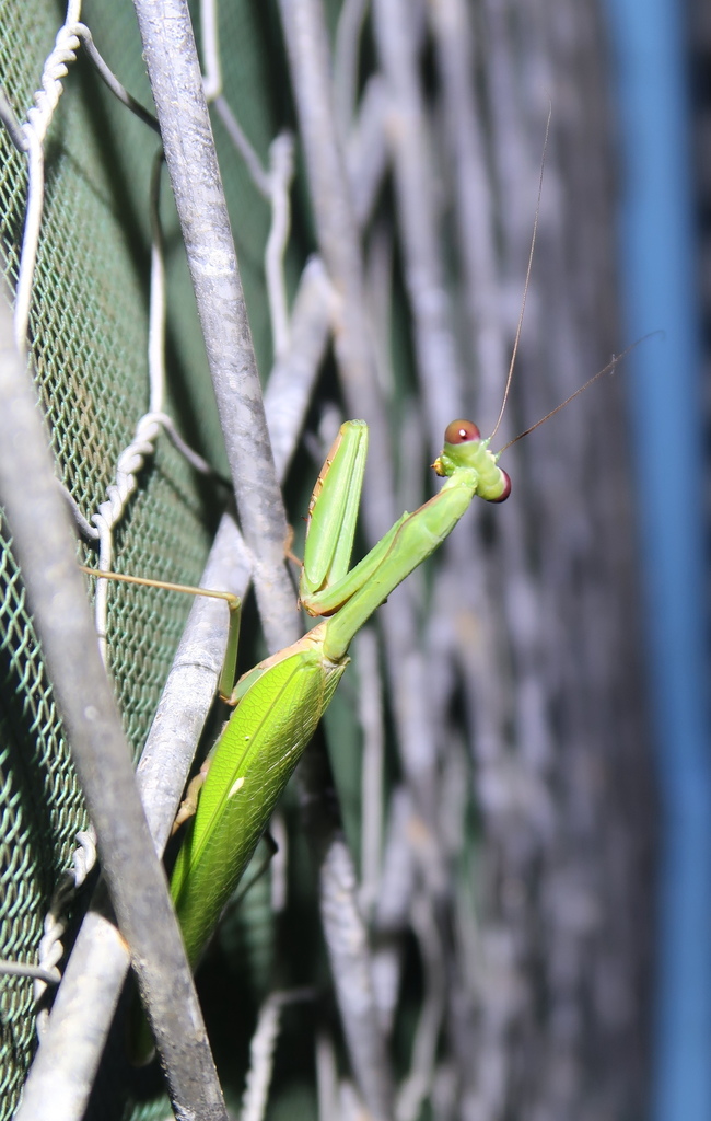 Giant Asian Mantises in March 2018 by barefootwanderer · iNaturalist