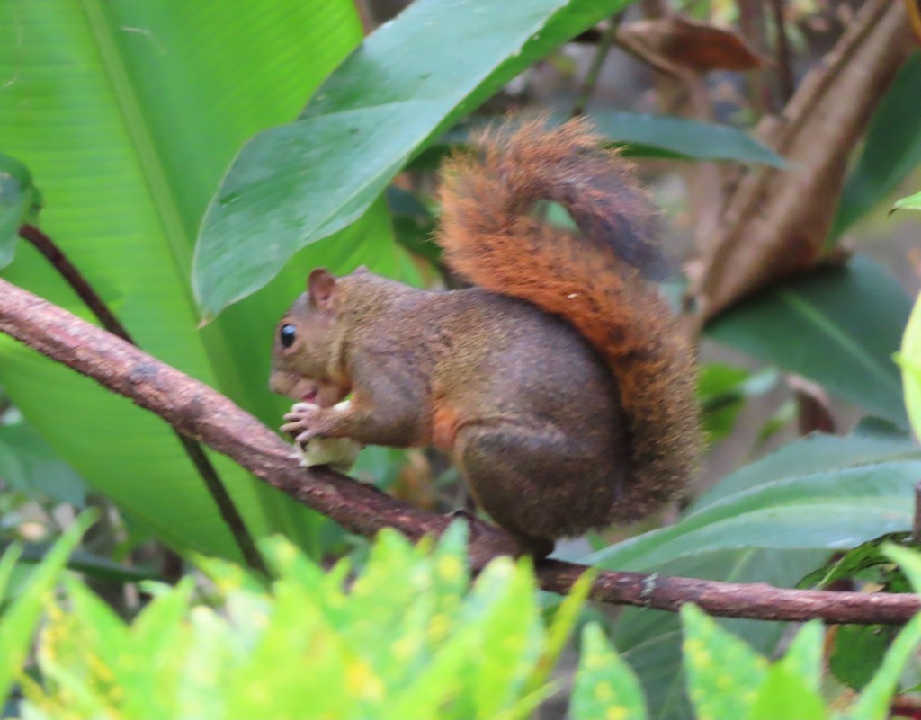 Red-tailed Squirrel from Unnamed Rd,, El Valle de Antón, Panama on ...