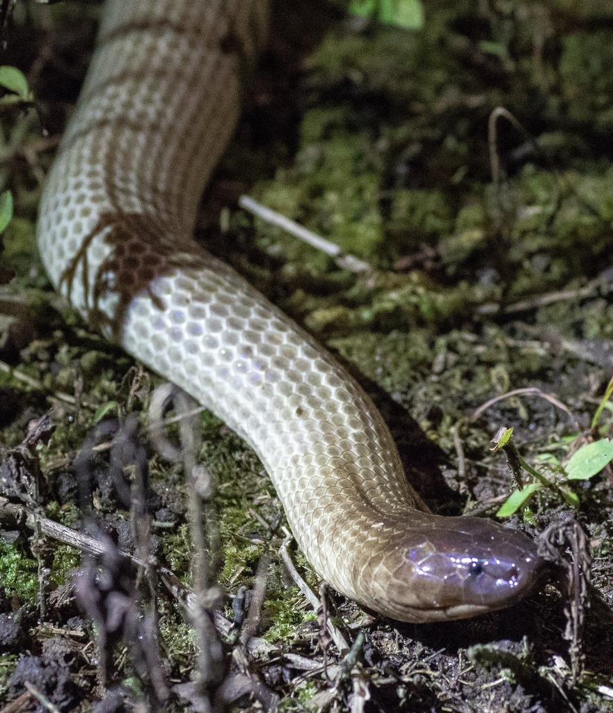 Ikaheka Snake from 7652+J5M, Popondetta, Papua New Guinea on August 16 ...