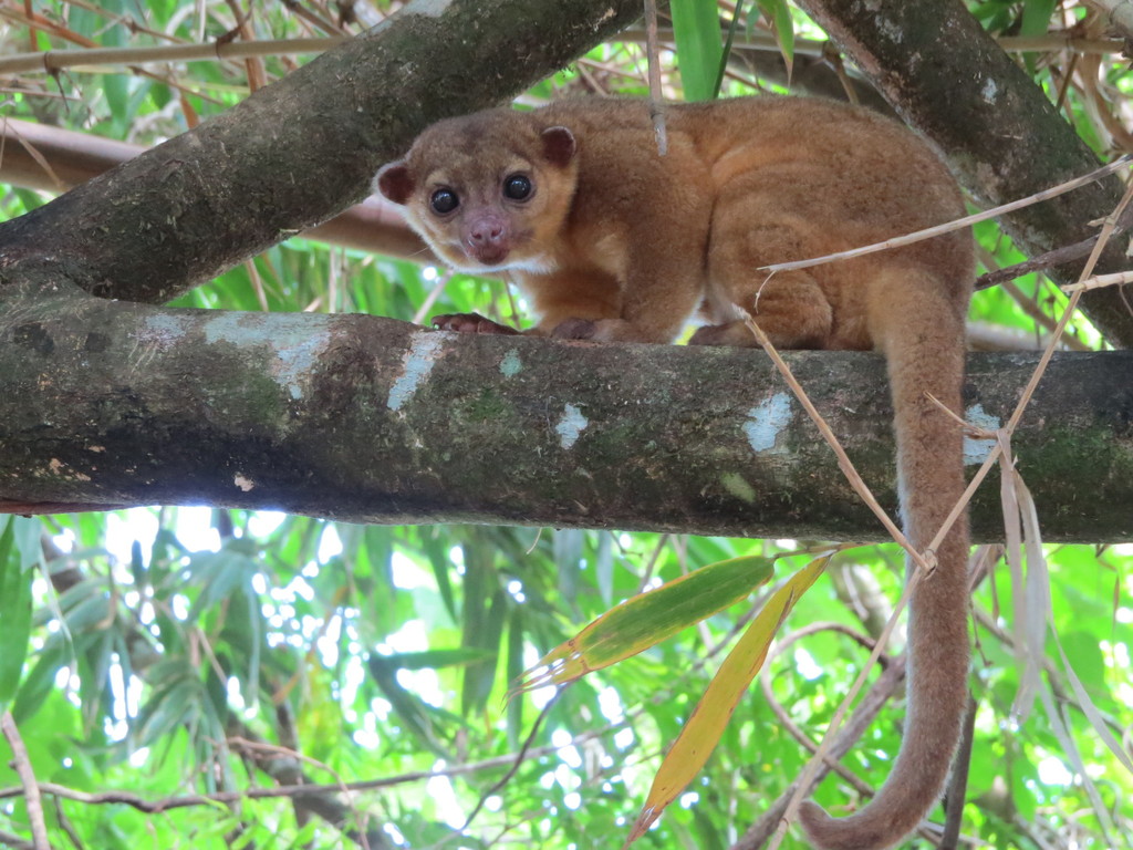 Mico de noche desde North Caribbean Coast Autonomous Region, Nicaragua ...
