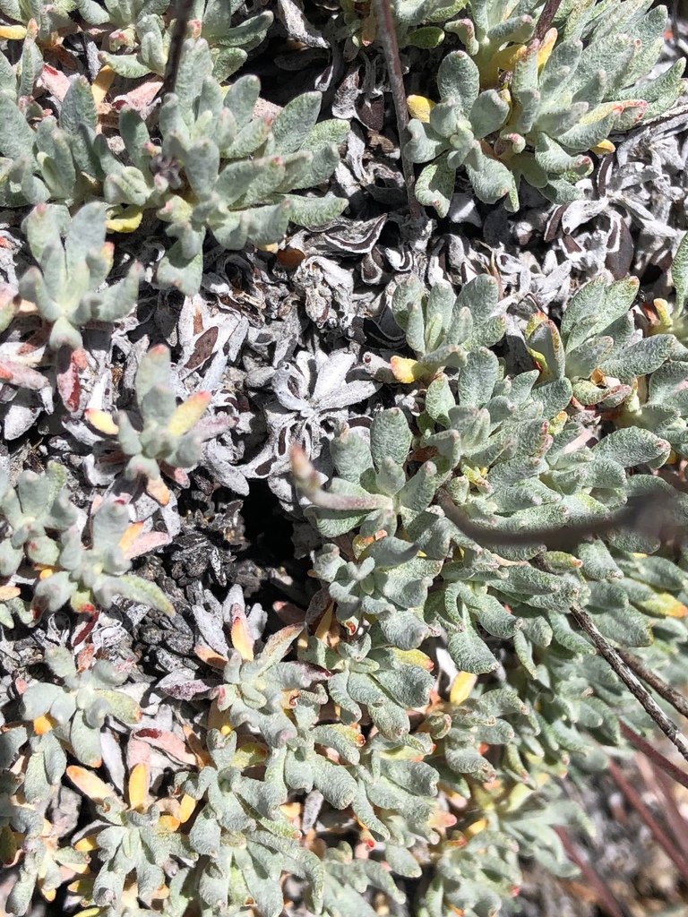 short-stemmed bastard-sage from Cleveland National Forest, Trabuco ...