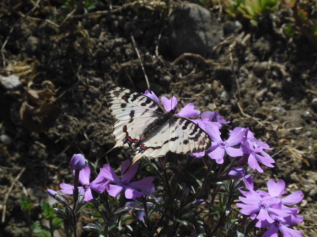 Dragon Swallowtail from Geochang-gun, Gyeongsangnam-do, South Korea on ...