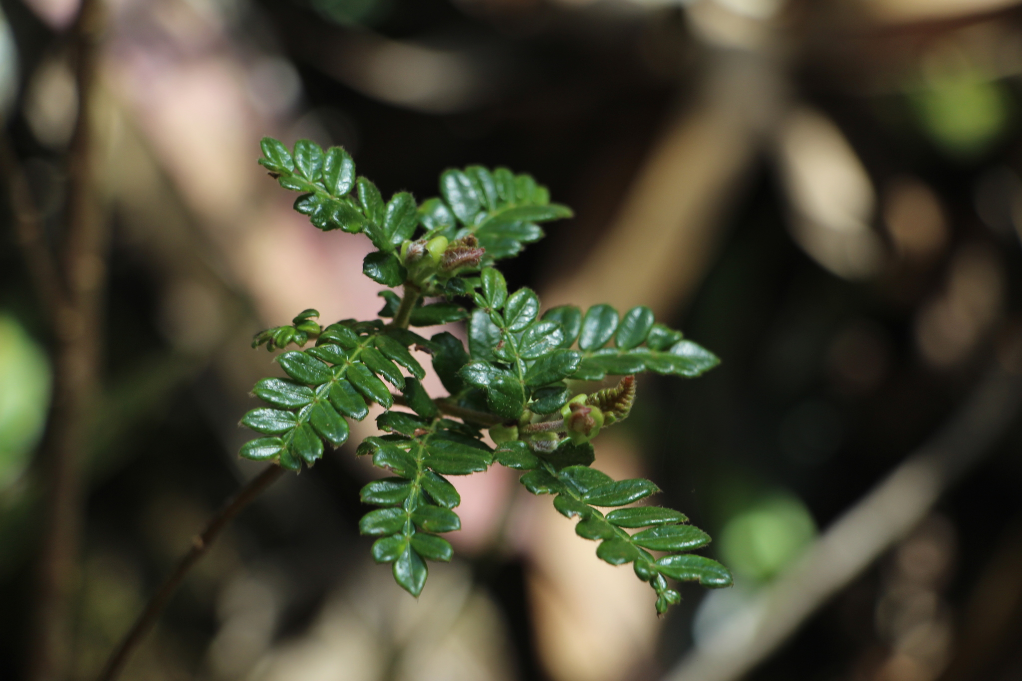 Weinmannia tomentosa L.fil.