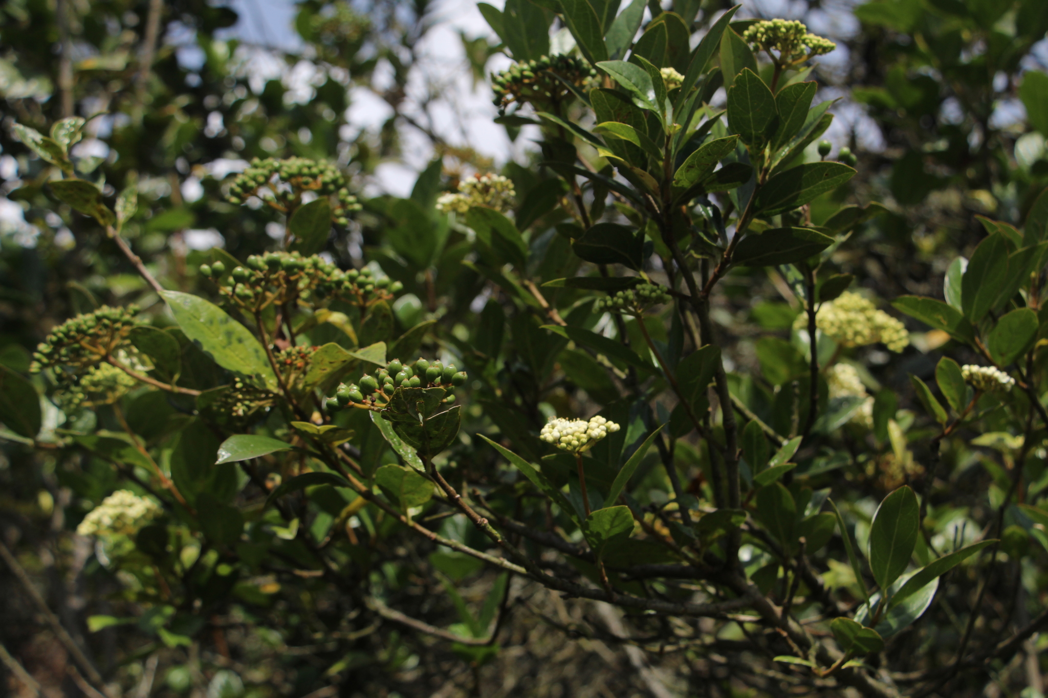 Viburnum triphyllum Benth.