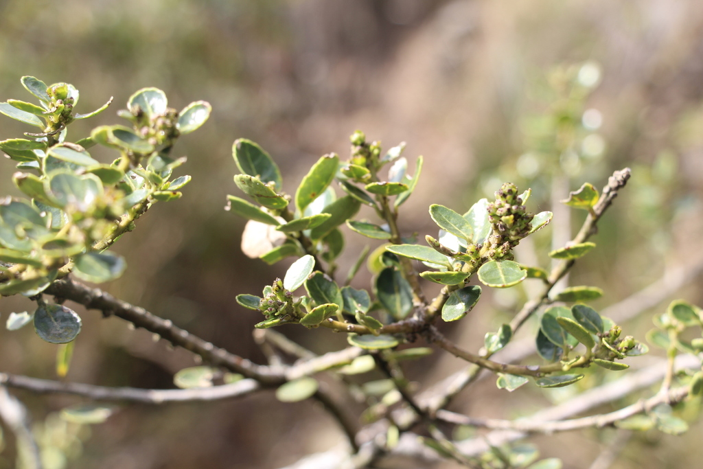 Ilex microphylla from Usaquén, Bogotá, Colombia on April 9, 2022 at 03: ...