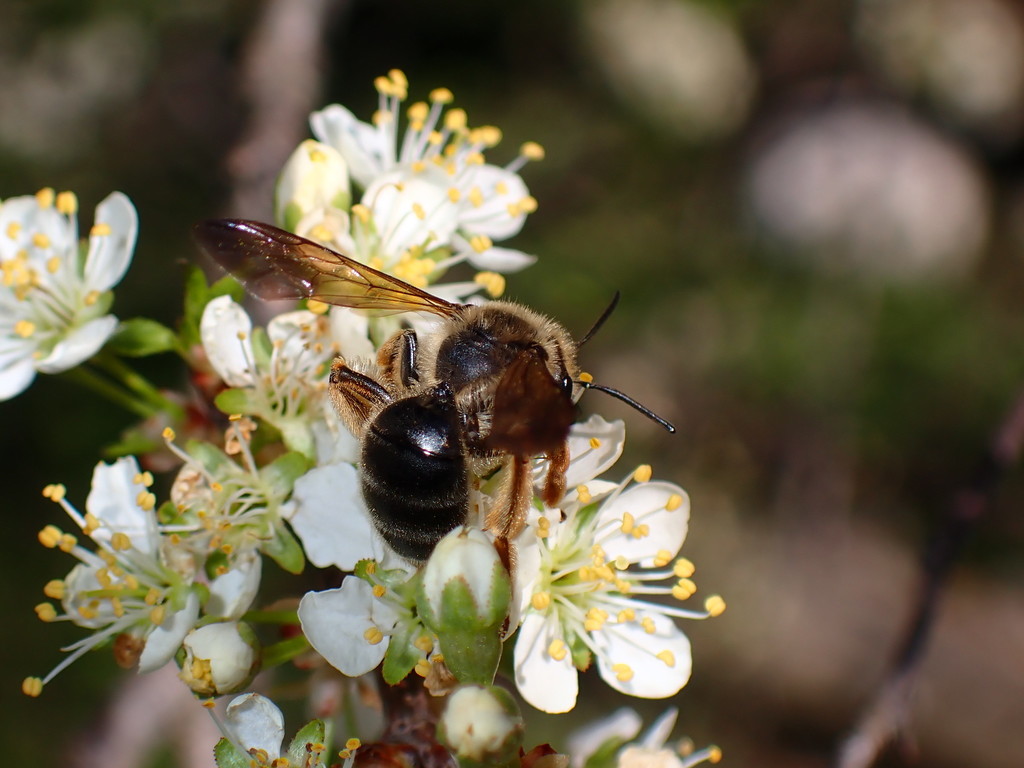 Mining Bees from McDonald County, MO, USA (Mike's Creek Watershed) on ...