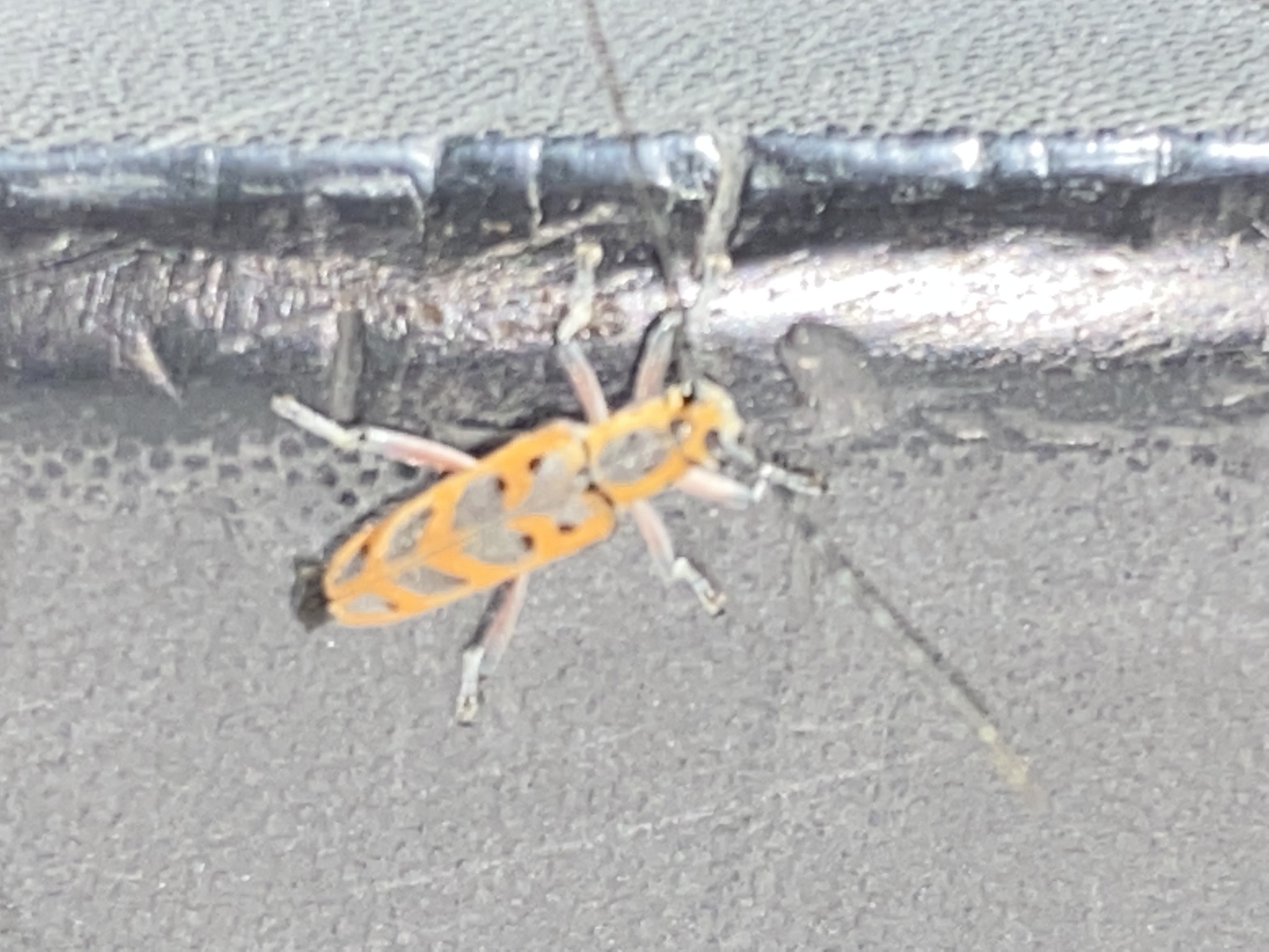 Saperda tridentata Olivier, 1795