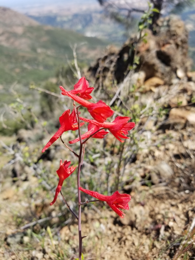 Red larkspur from Clayton, CA 94517, USA on April 9, 2022 at 12:38 PM ...