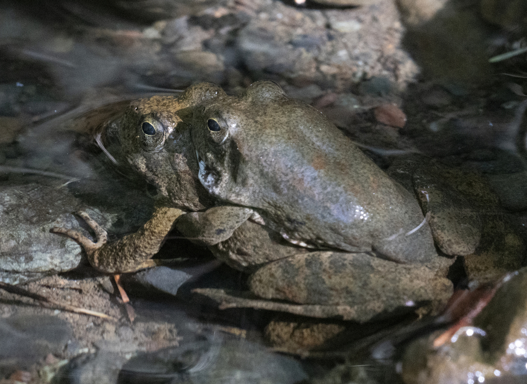Foothill Yellow-legged Frog in April 2022 by Cat Chang · iNaturalist