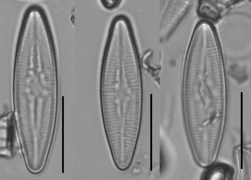 Genus Nupela · iNaturalist