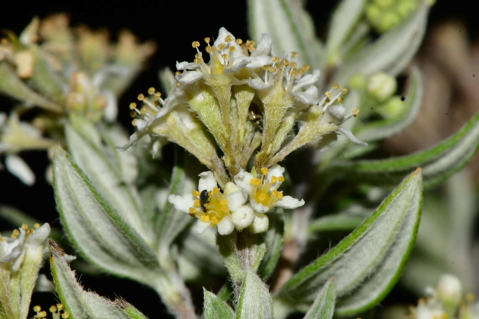 Fendlerella A.Heller