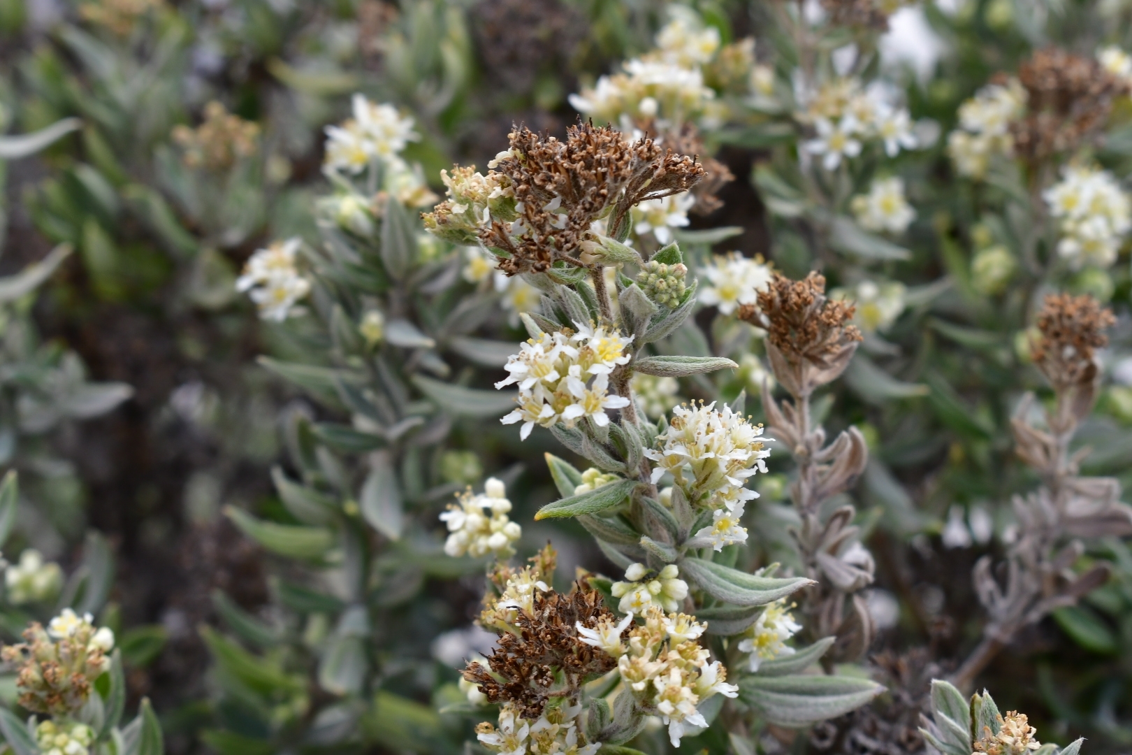 Fendlerella A.Heller