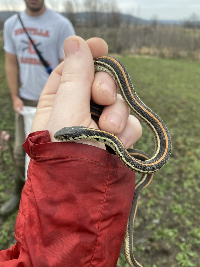 Eastern Garter Snake from S Broyles Ave, Fayetteville, AR, US on April ...