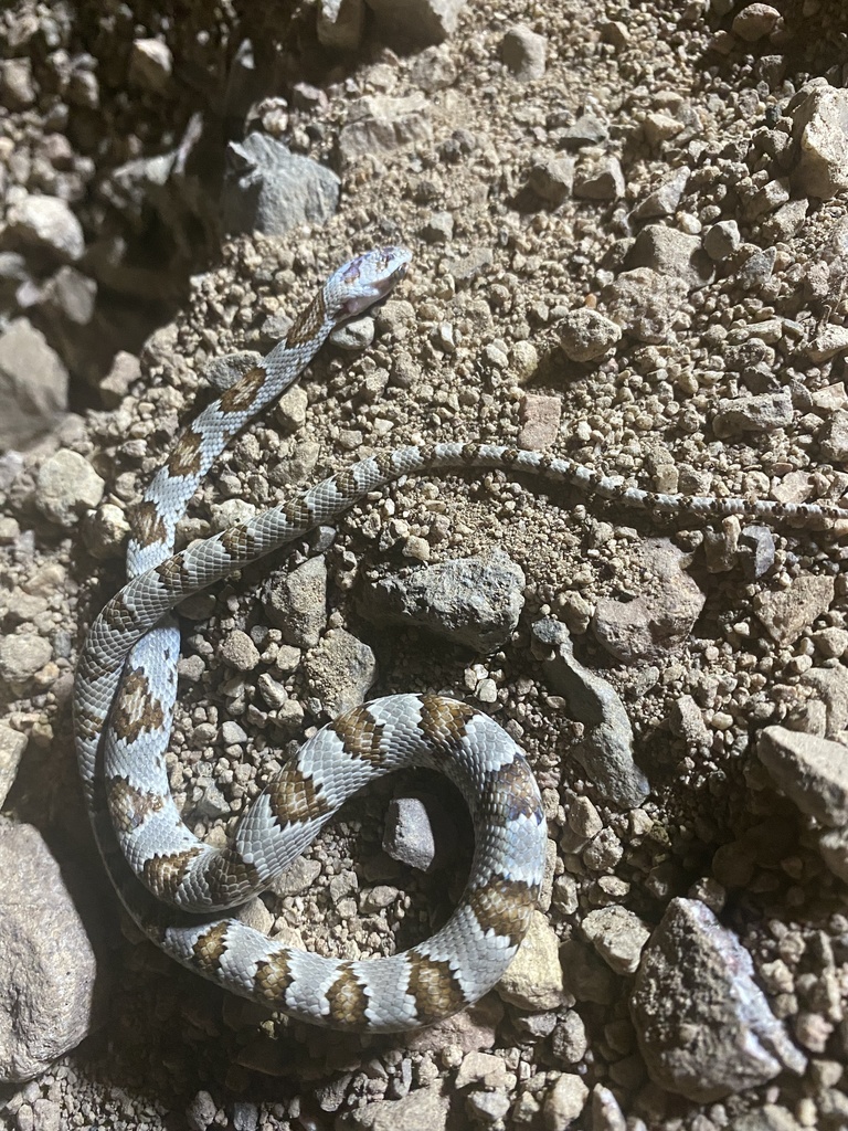 Sonoran Lyre Snake in April 2022 by kendraherps · iNaturalist