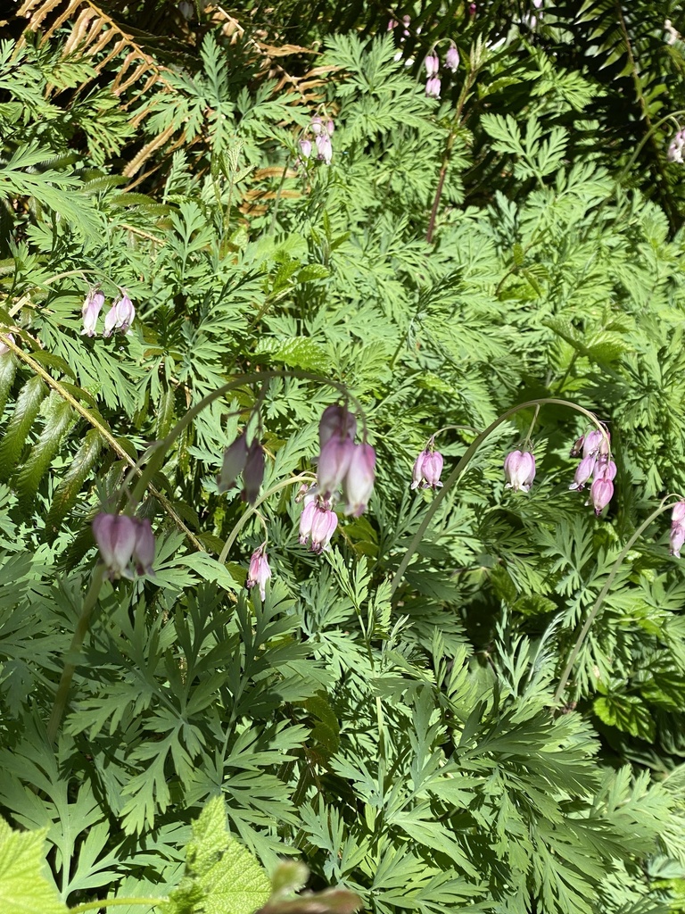Pacific Bleeding Heart from Redwood National and State Parks, Trinidad ...