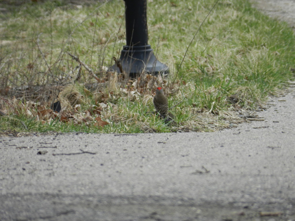 Northern Flicker from Northside, Ann Arbor, MI, USA on April 07, 2022 ...