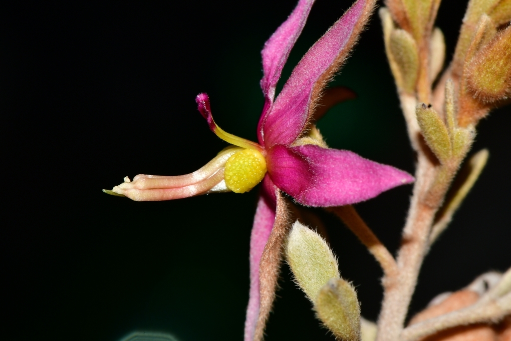 Rhatanies (Krameria) - Botanical Realm