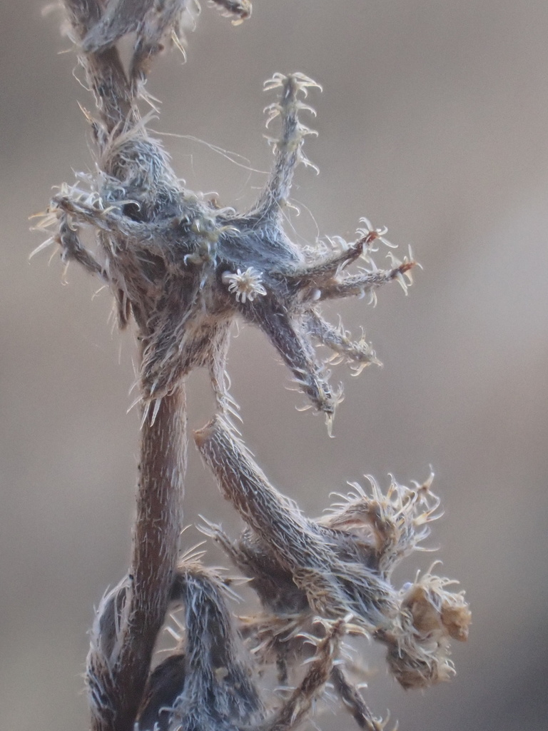 Palmer's grapplinghook in April 2022 by Aaron Echols · iNaturalist