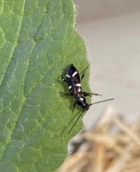 Phymatodes nitidus LeConte, 1874