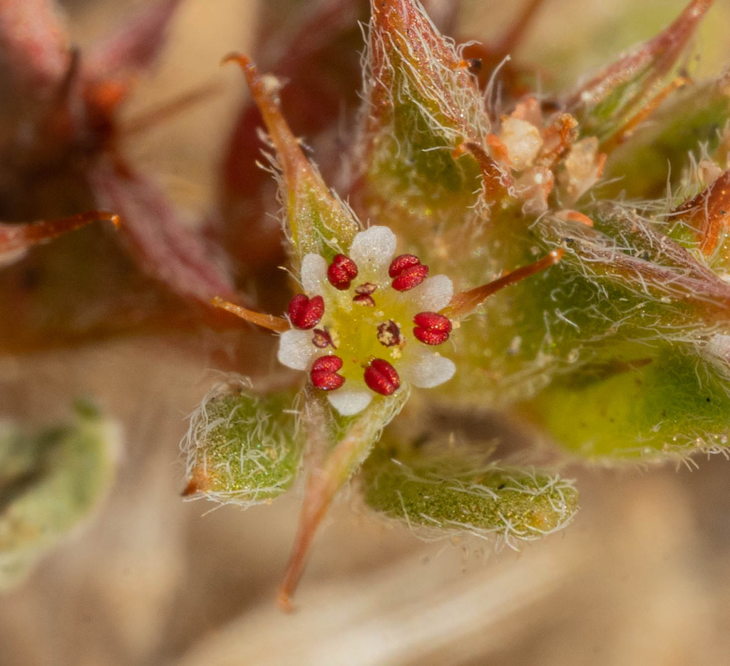 long-spined spineflower in April 2022 by Aaron Echols · iNaturalist