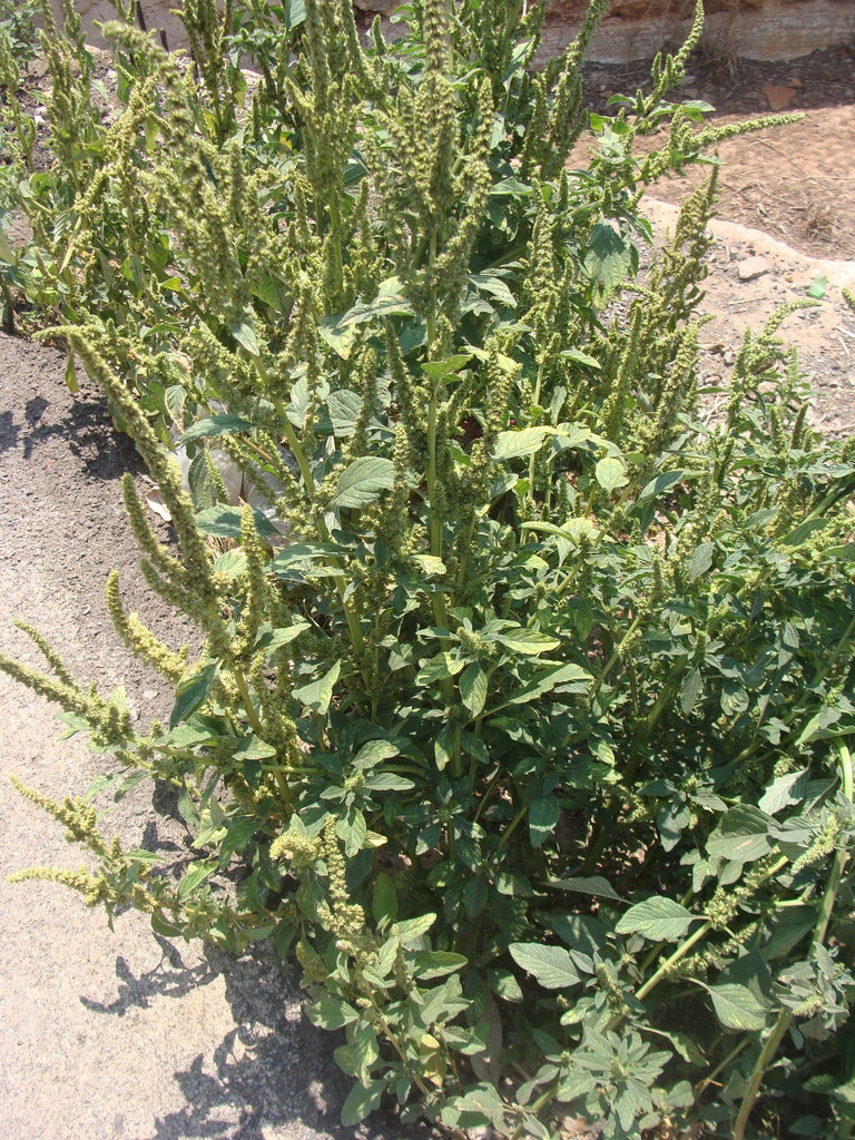 Spleen Amaranth (Amaranthus dubius) - Botanical Realm