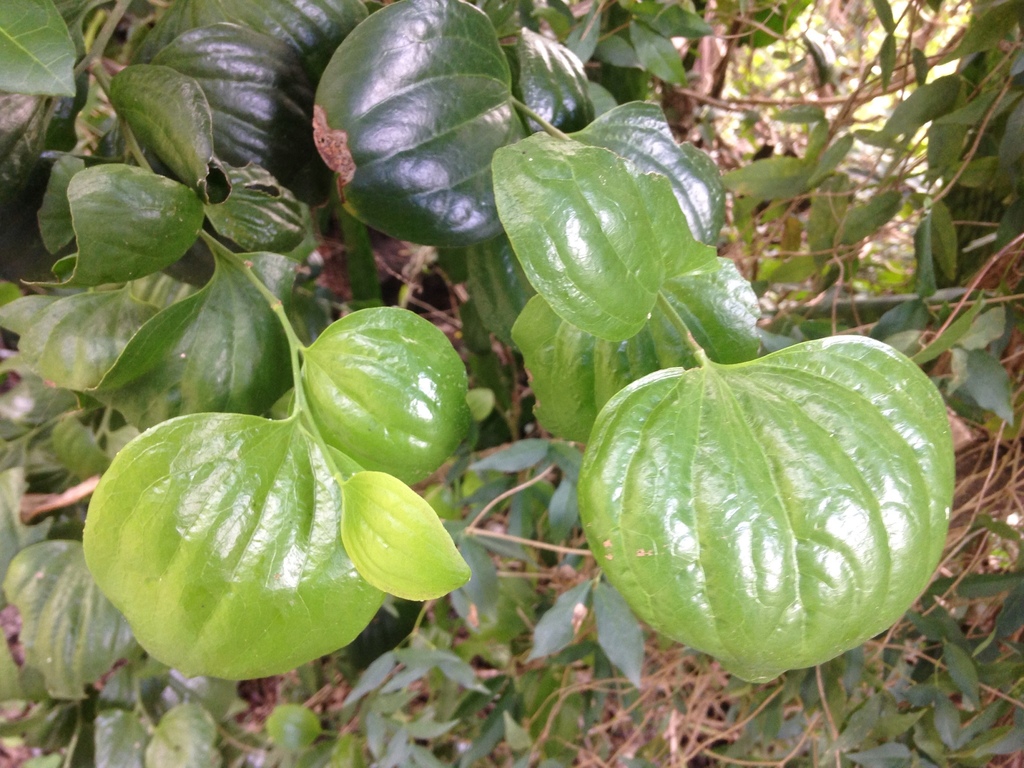 Broad Leaved Native Cherry from South Bingera, QLD, AU on April 10 ...
