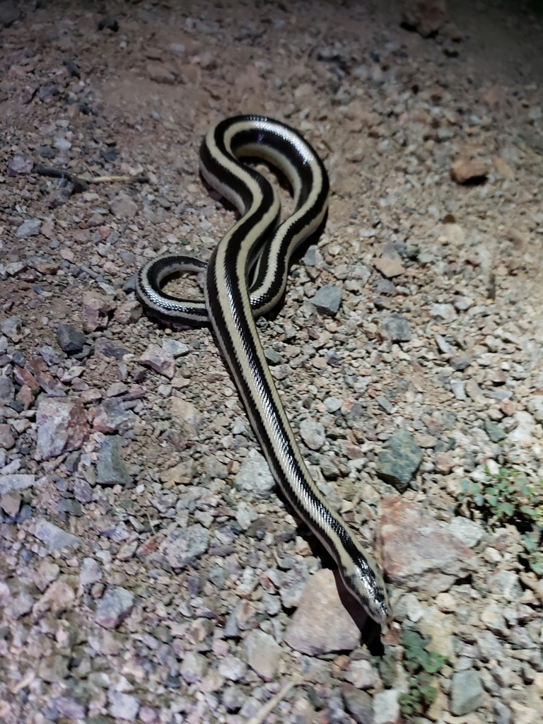 Desert Rosy Boa in April 2022 by Vikki Jackson. Mexican subspecies ...