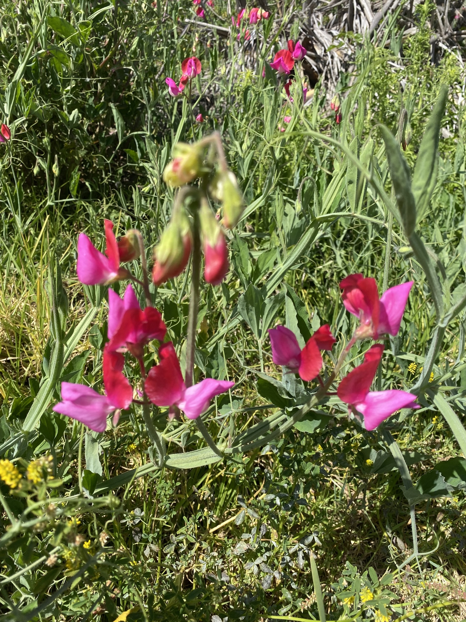 Lathyrus odoratus L.