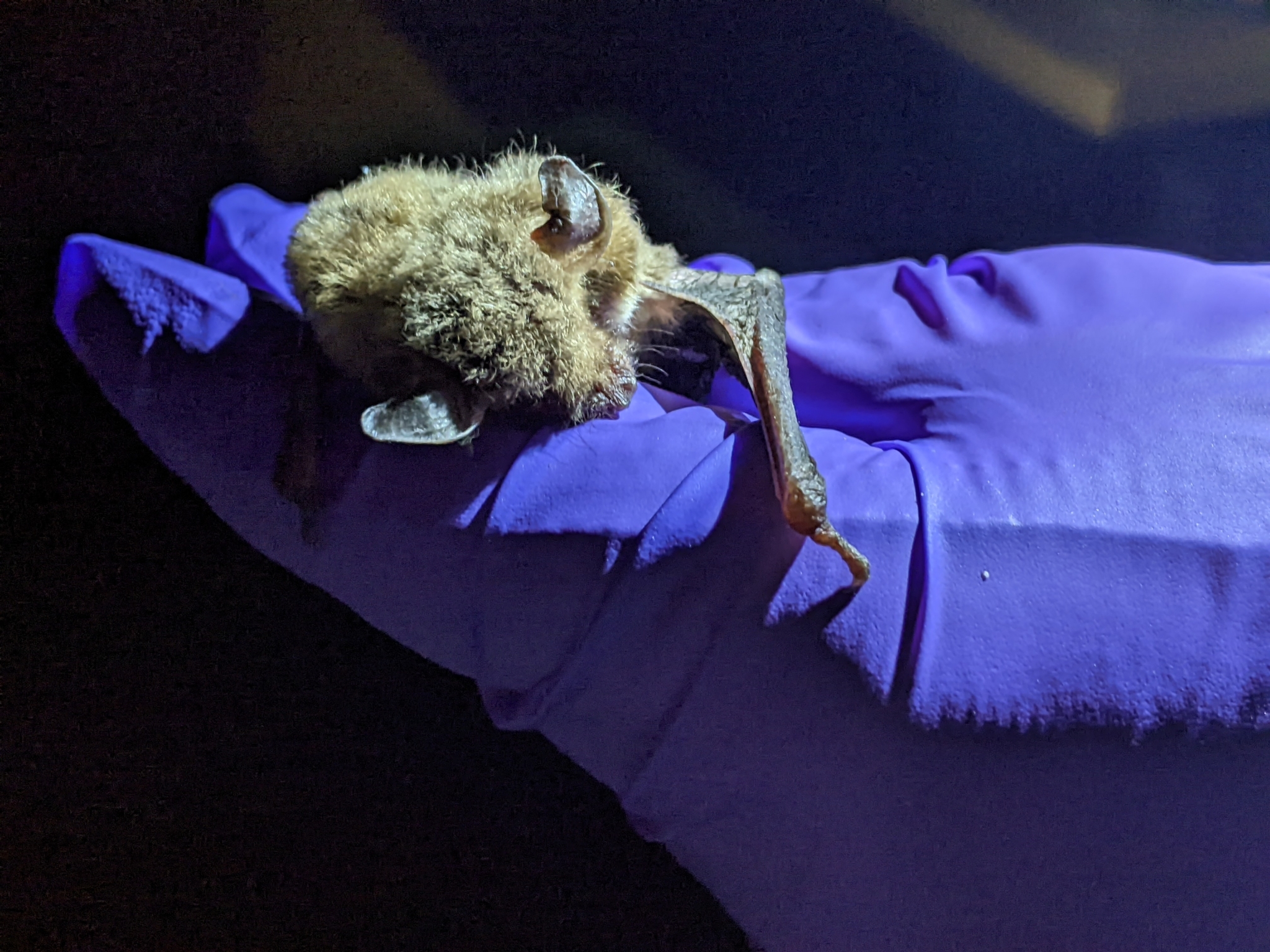 Myotis velifer (J.A.Allen, 1890)