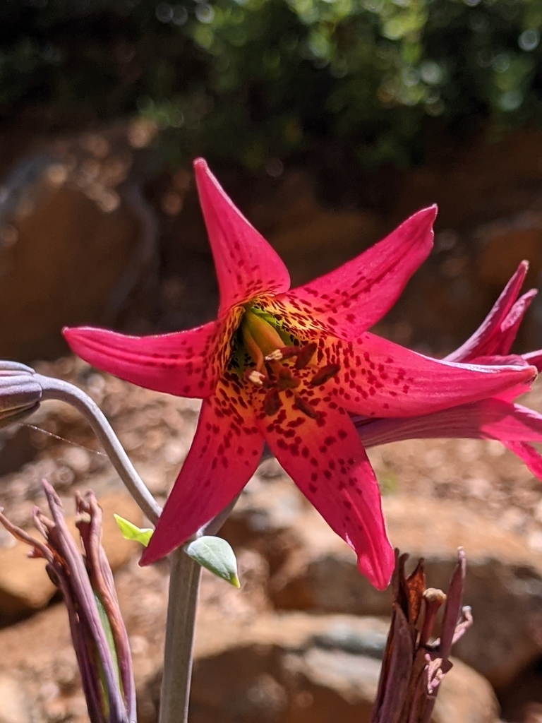 bolander's lily in July 2021 by cmccarron · iNaturalist