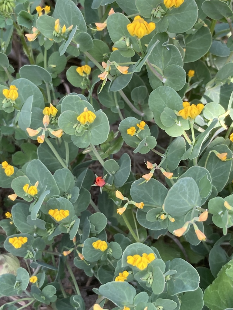 legumes from Korfoe, Parelia, Corfu, GR on April 09, 2022 at 06:11 PM ...