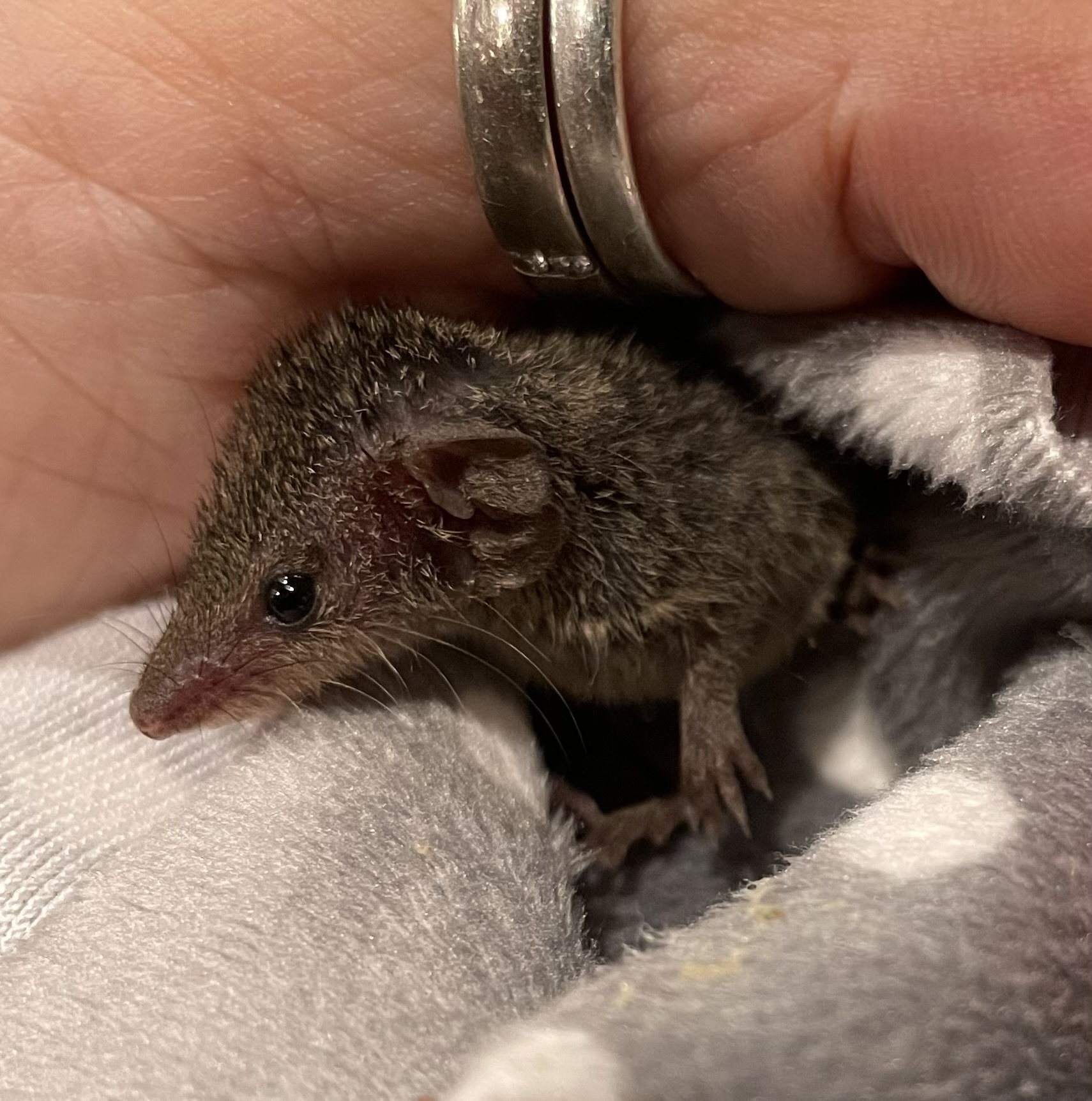 Planigale maculata (Gould, 1851)