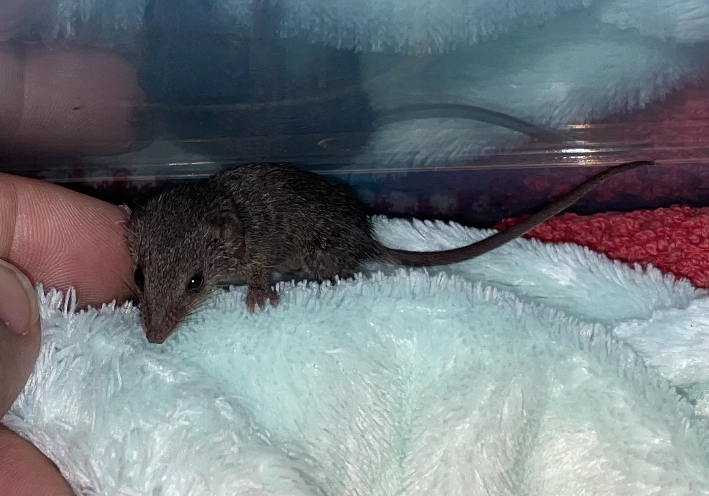 Planigale maculata (Gould, 1851)