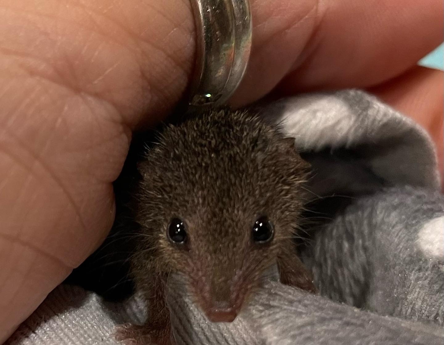 Planigale maculata (Gould, 1851)