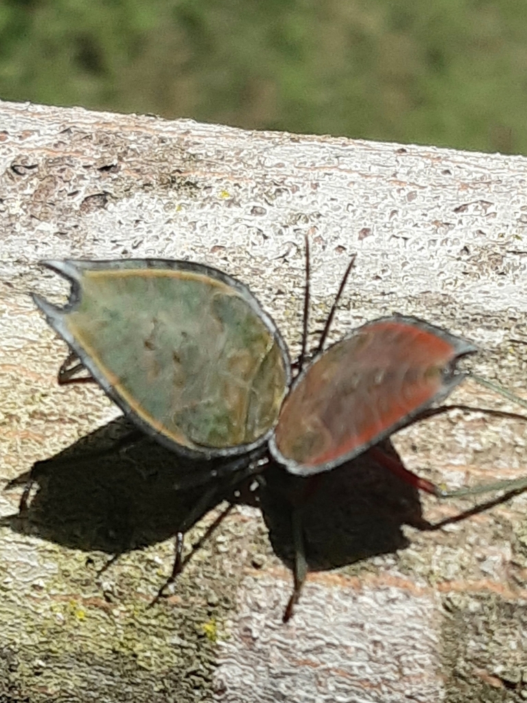 Lychee Stink Bug from Cleveland QLD 4163, Australia on April 10, 2022 ...