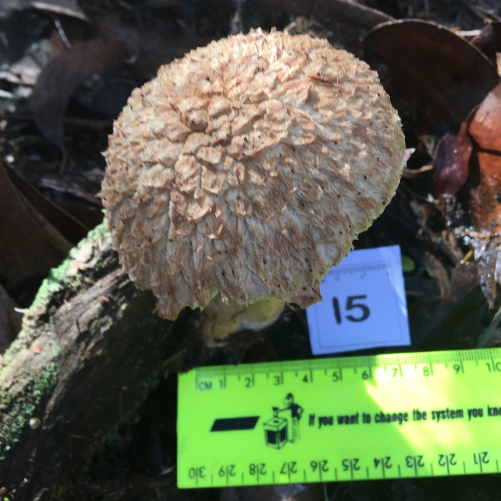 Boletellus in April 2022 by Eileen Laidlaw · iNaturalist