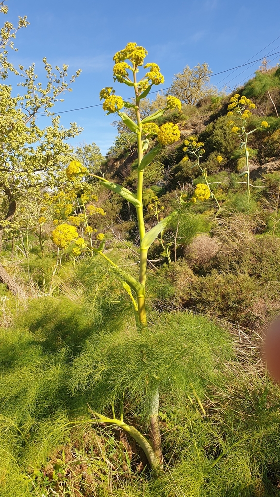 (Ferula) - Botanical Realm