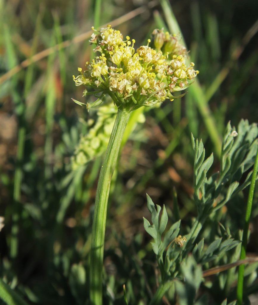 Peck's lomatium in April 2022 by Adam Schneider · iNaturalist