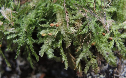 Neckera oligocarpa · iNaturalist