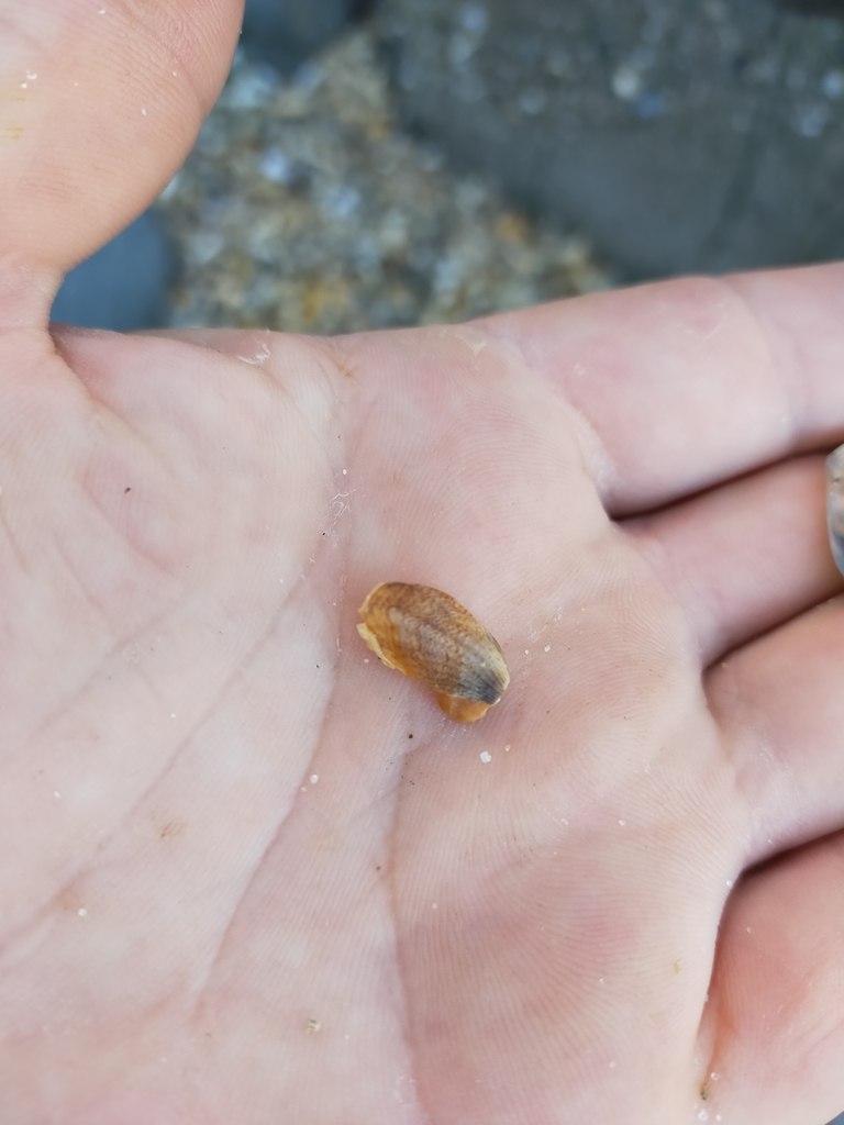 Cardita aviculina from Woody Head NSW 2466, Australia on April 10, 2022 ...