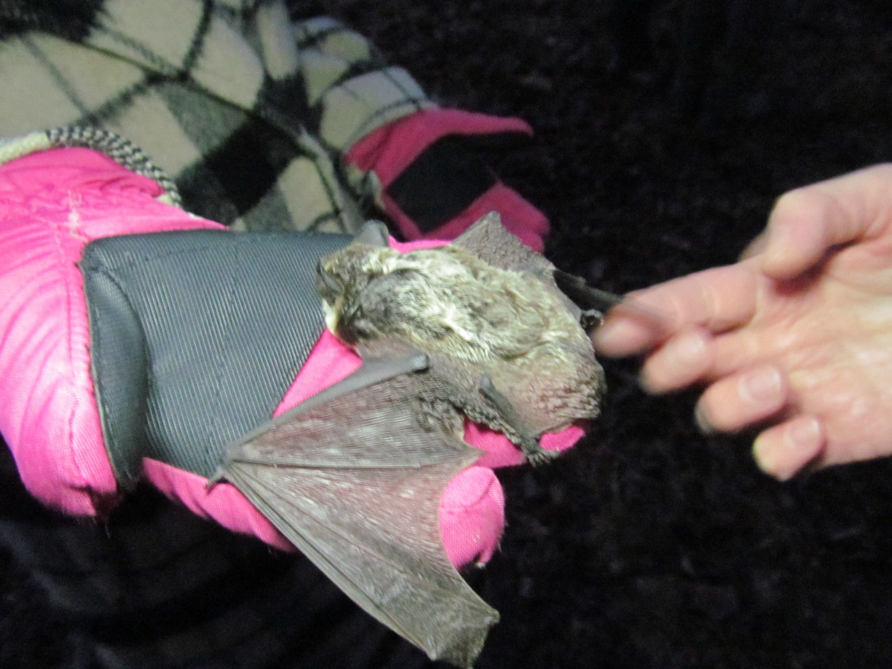 Vespertilio murinus Linnaeus, 1758