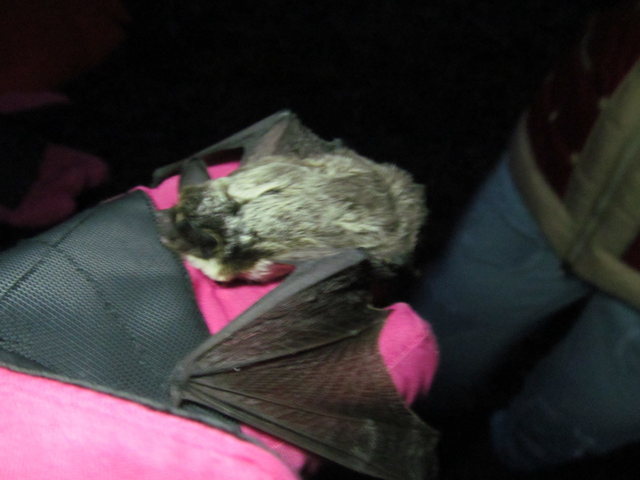 Vespertilio murinus Linnaeus, 1758