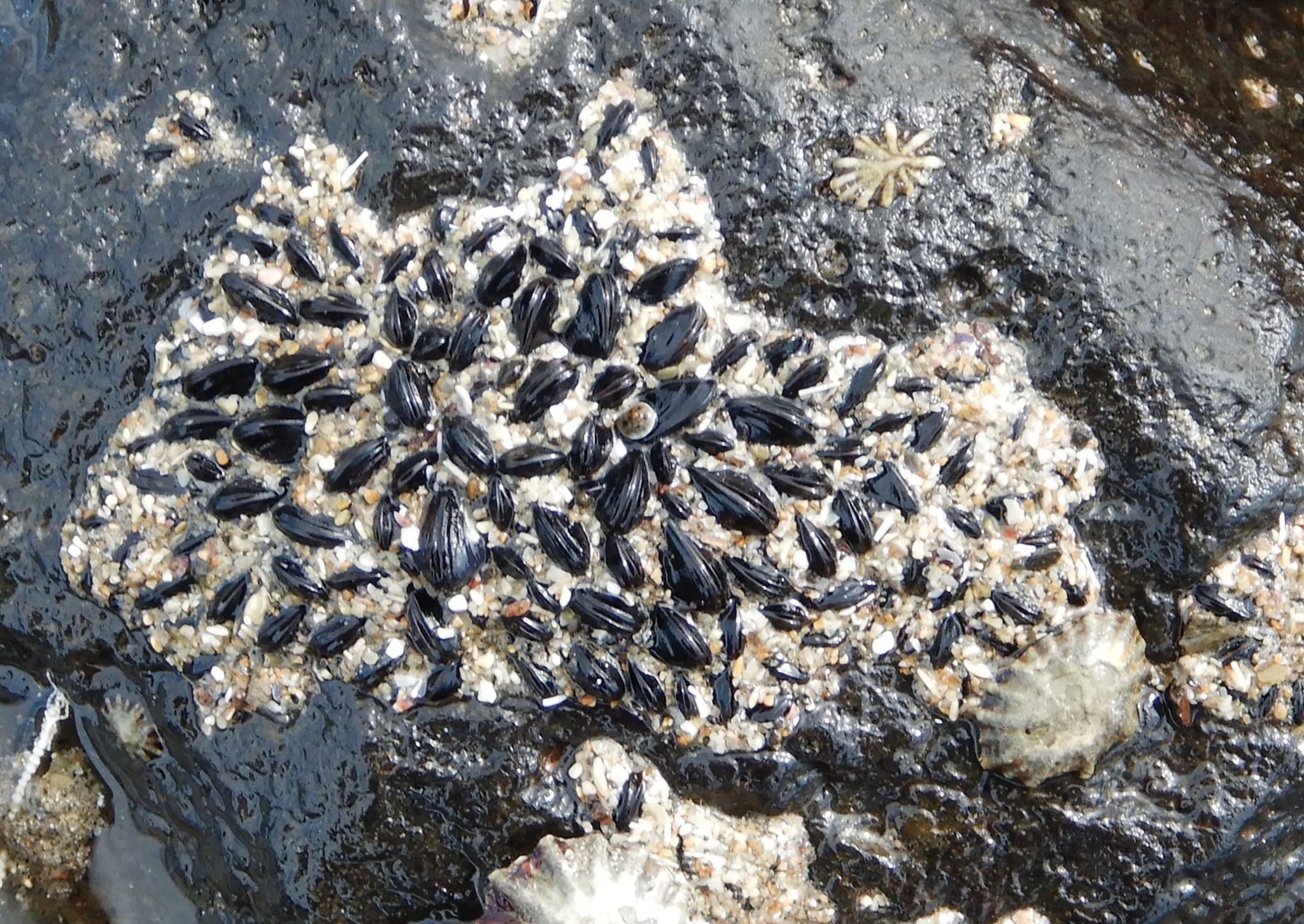 Xenostrobus pulex (Lamarck, 1819)