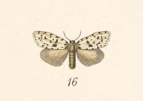 Clemensia ophrydina · iNaturalist