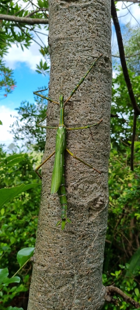 Goliath Stick Insect from South Kolan QLD 4670, Australia on January 22 ...