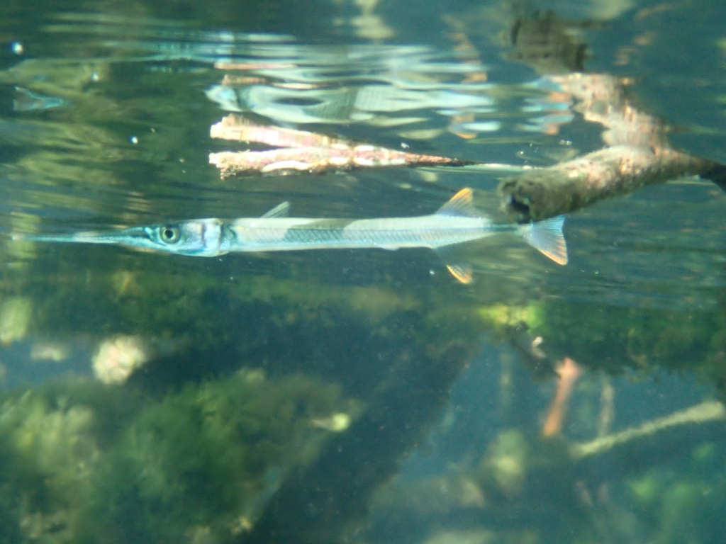 Redfin Needlefish